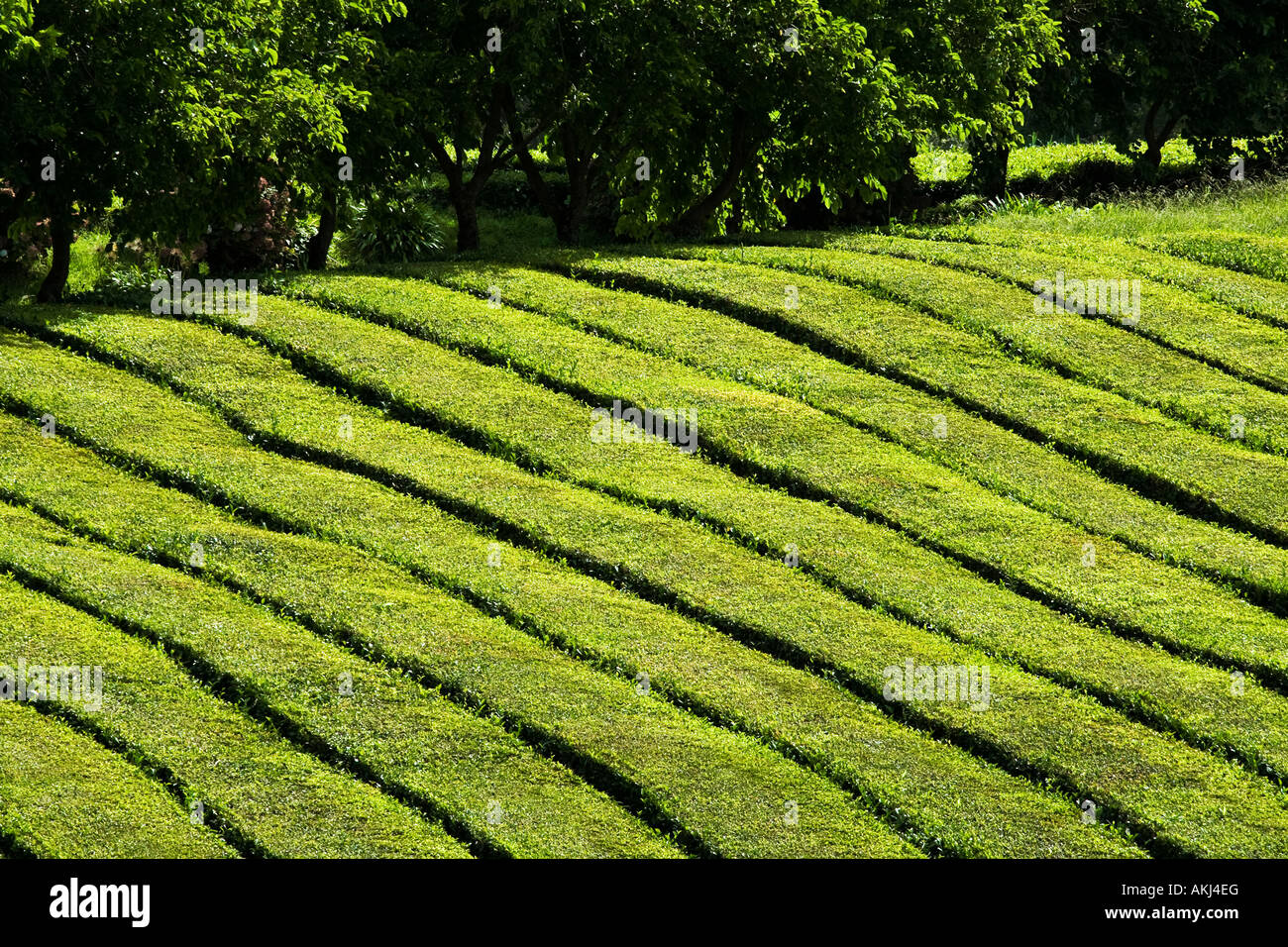 Tea field hi-res stock photography and images - Alamy