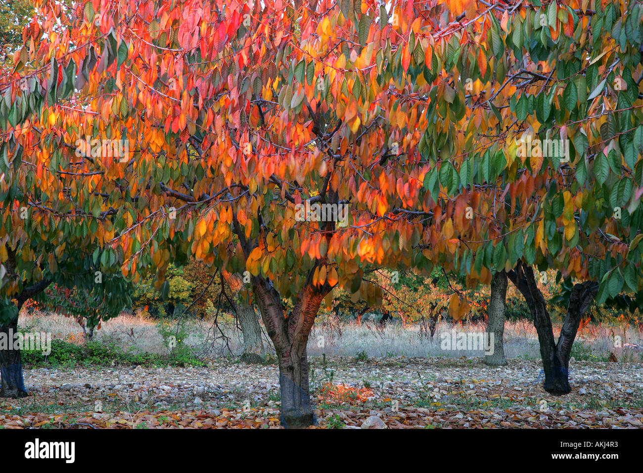 cherry trees in fall Stock Photo - Alamy