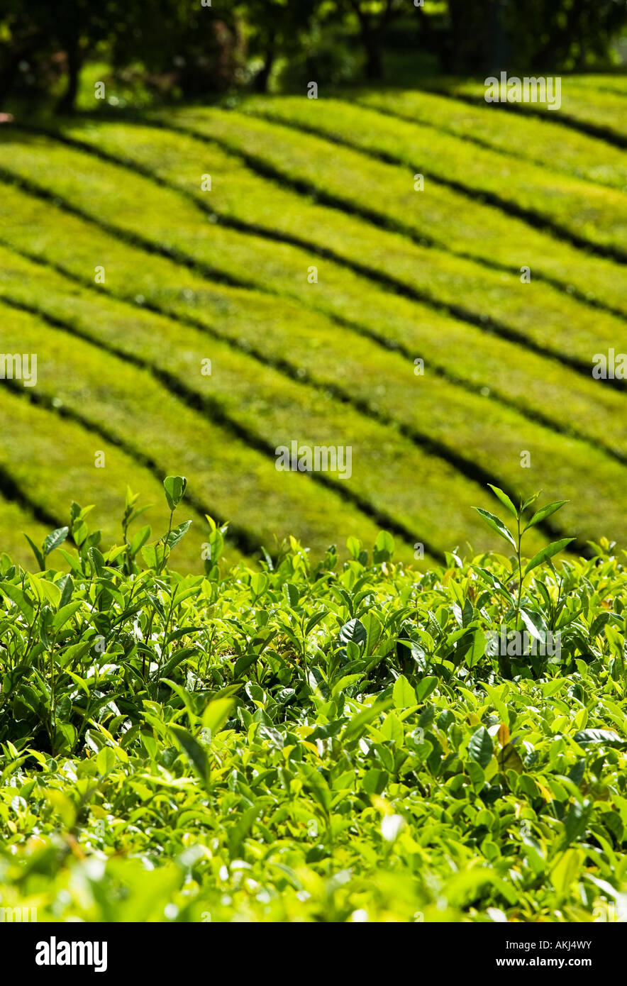 Tea Field The Azores Stock Photo - Alamy