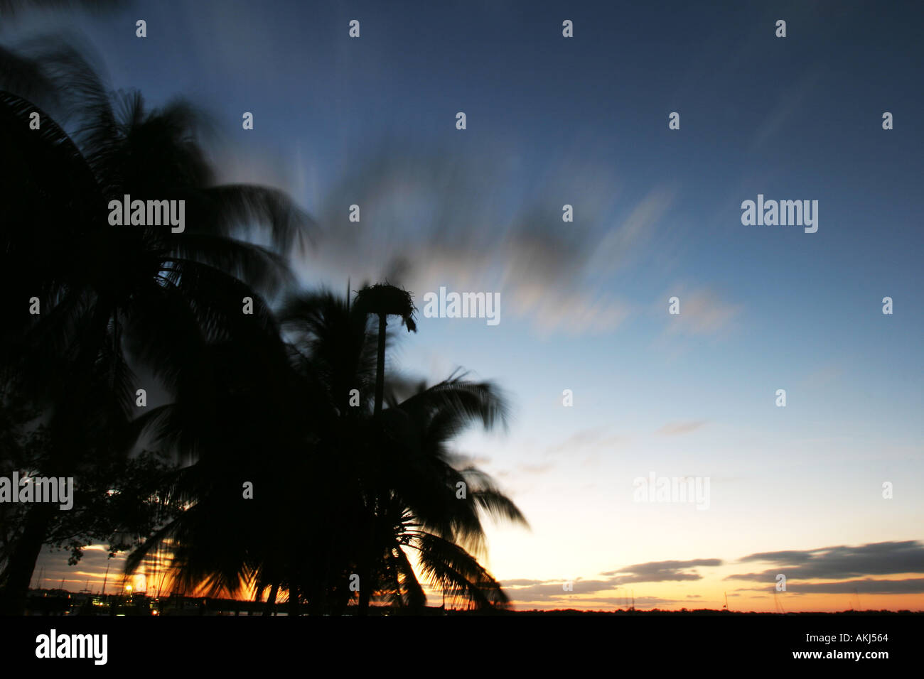 Palm trees at sunset key largo florida Stock Photo - Alamy