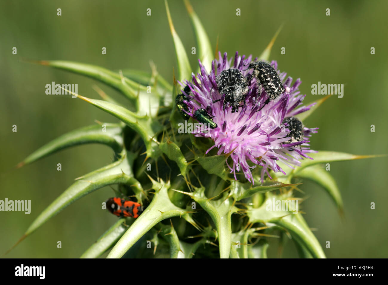 Animal thistle hi-res stock photography and images - Alamy