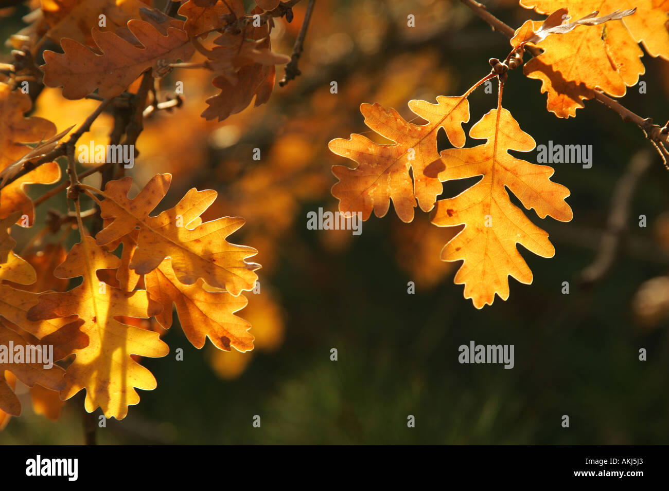 Leaf of an oak in fall colors Stock Photo - Alamy