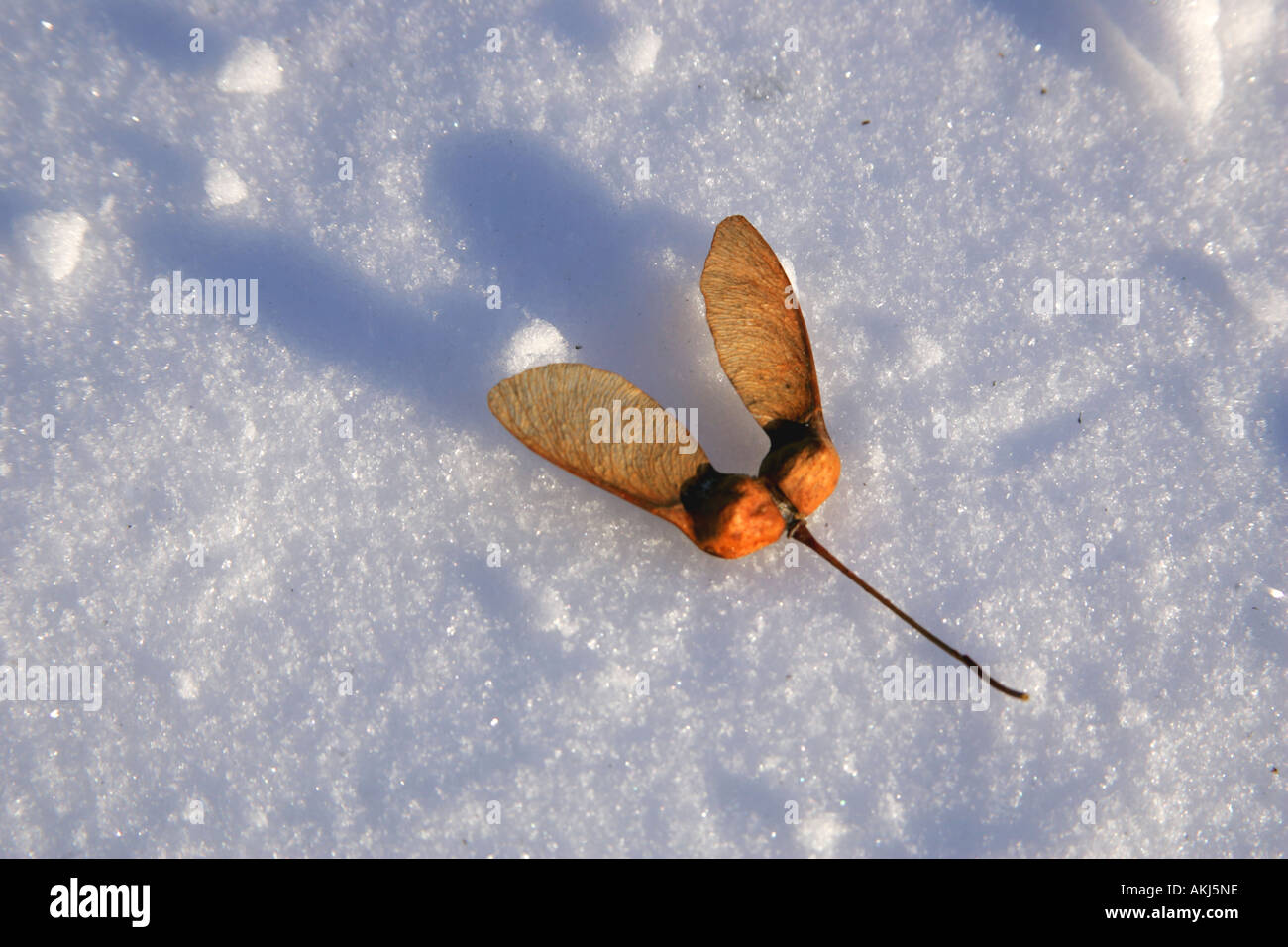 Snow on seed hi-res stock photography and images - Alamy