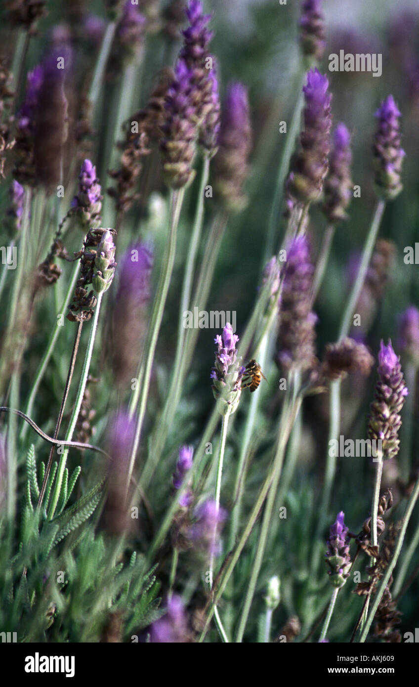 Flying over flowering garden hi-res stock photography and images - Alamy