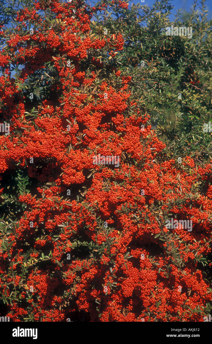 Red small fruits in a tree Stock Photo - Alamy