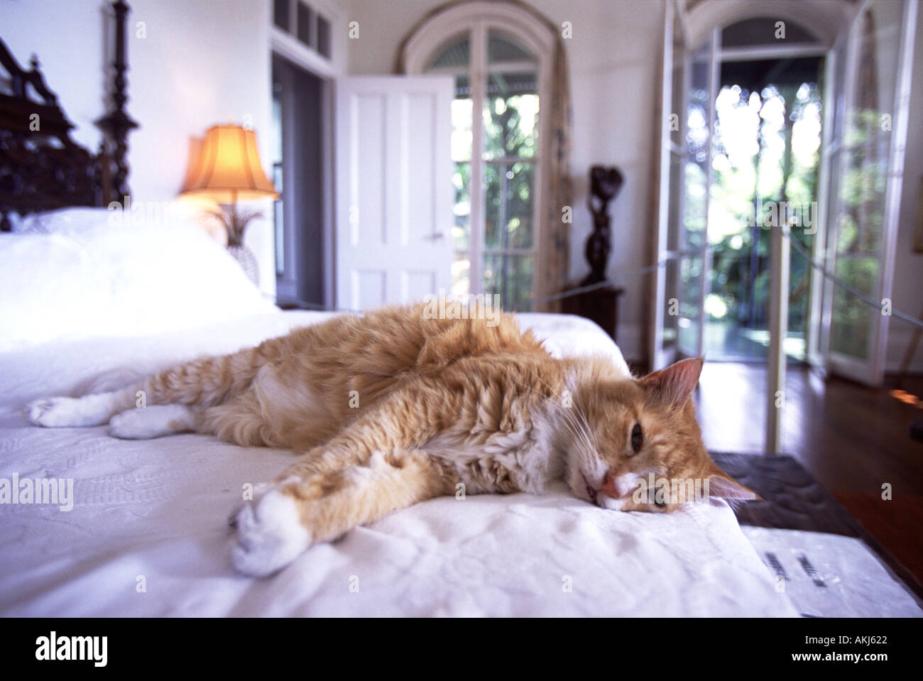 archibald the 6 toed cat on the bed in the master room at hemingway s ...