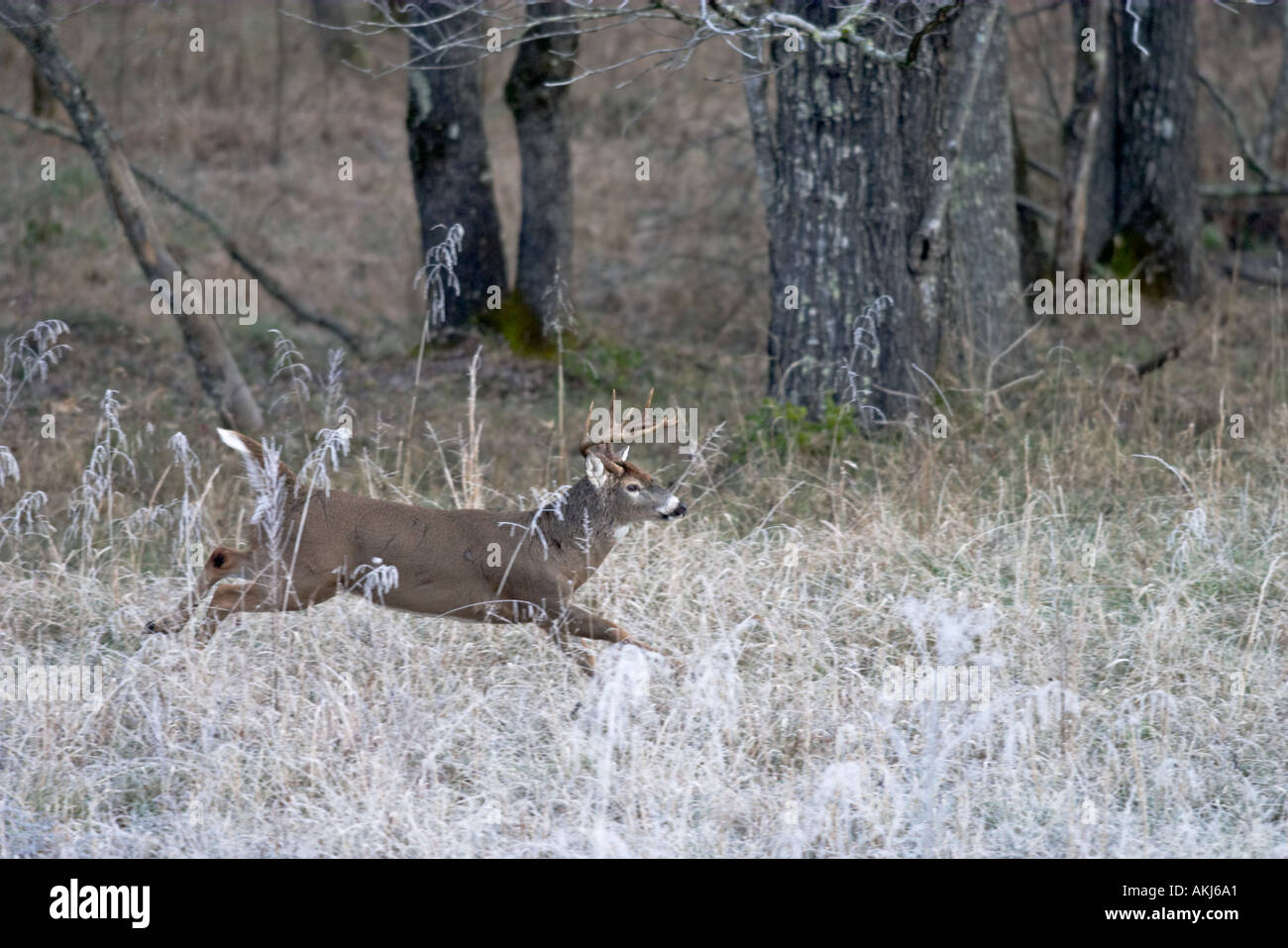Whitetail buck running from hi-res stock photography and images - Alamy