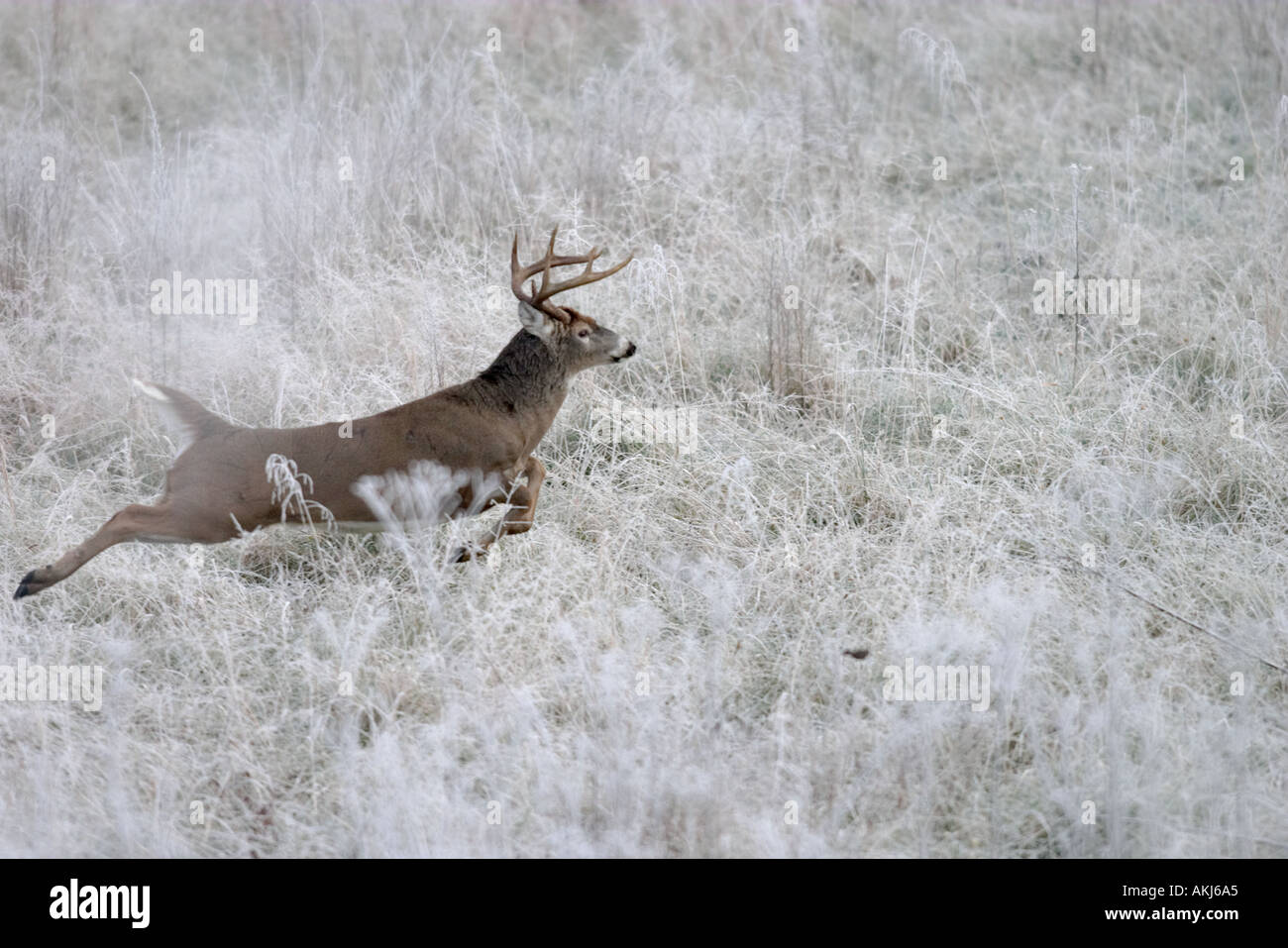 Whitetail deer buck frost hi-res stock photography and images - Alamy