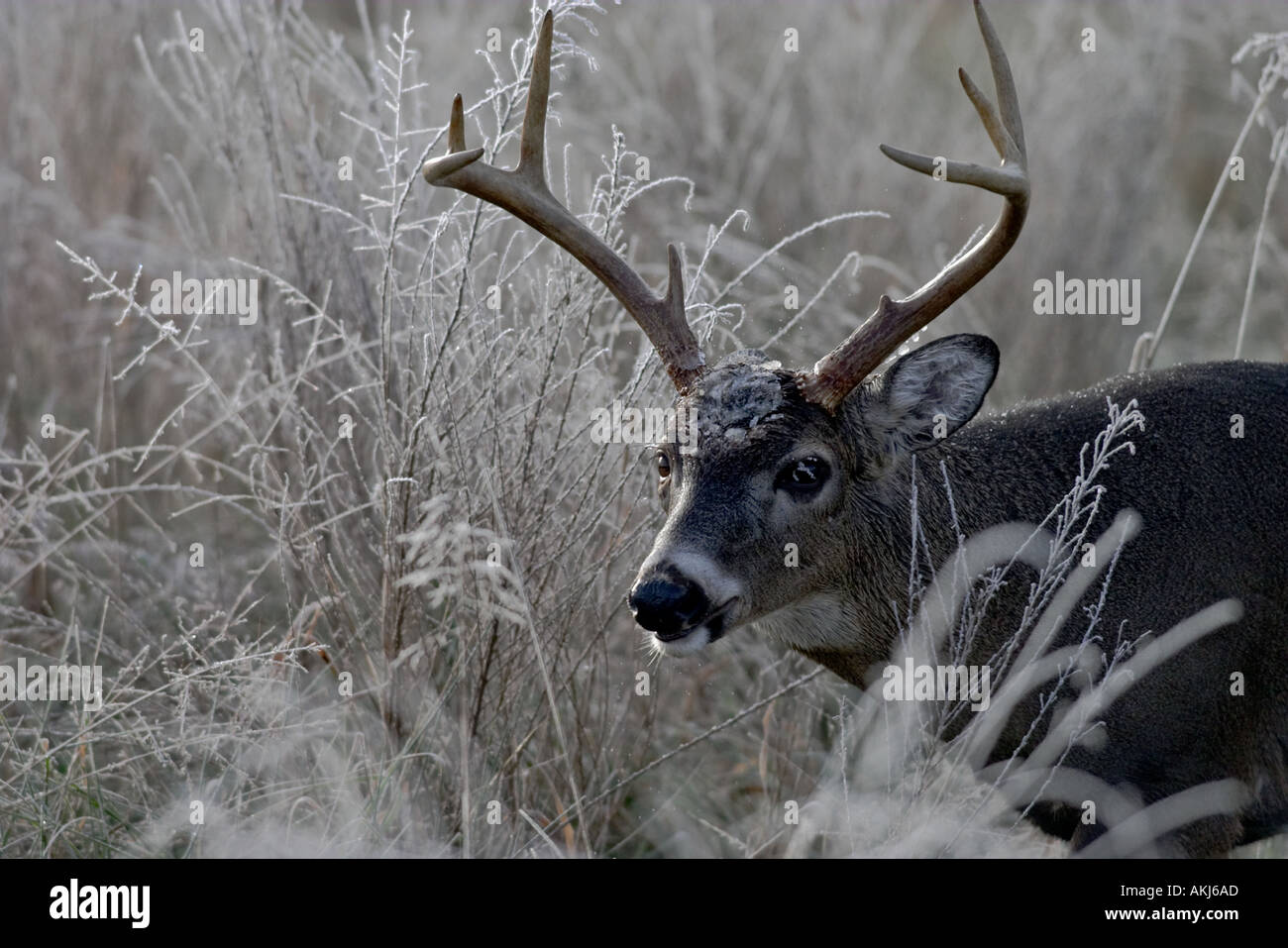 Whitetail Buck running across frost covered field in the Great Smoky ...