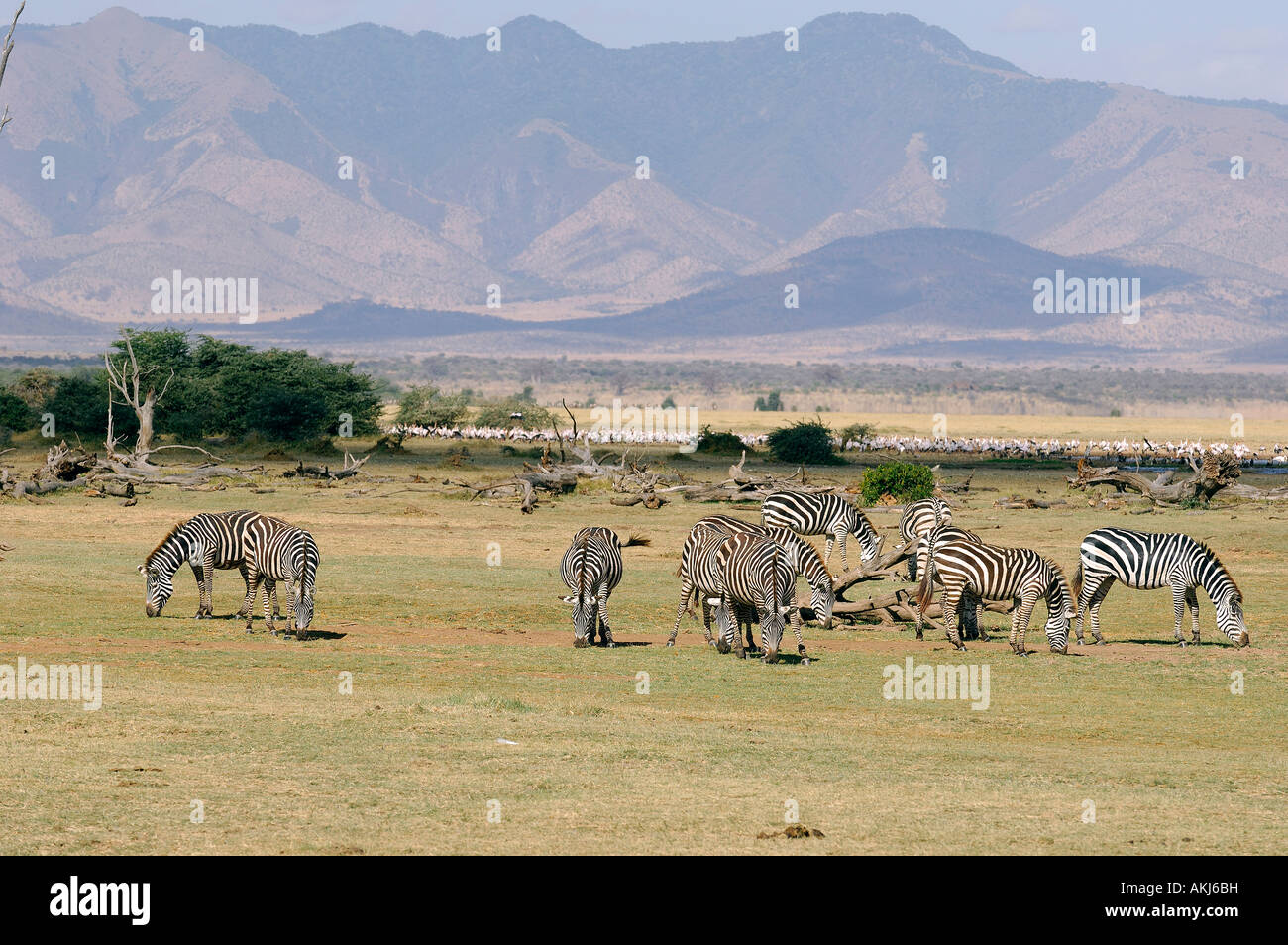 Tanzania, Rift Valley, Lake Manyara National Park Stock Photo - Alamy
