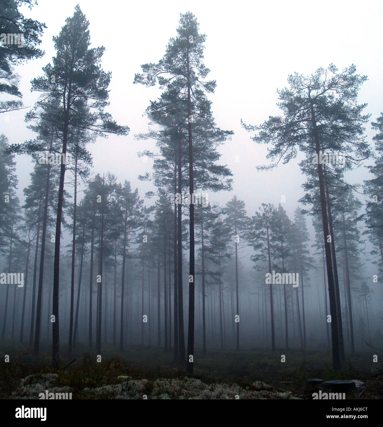Misty pine forest Stock Photo - Alamy