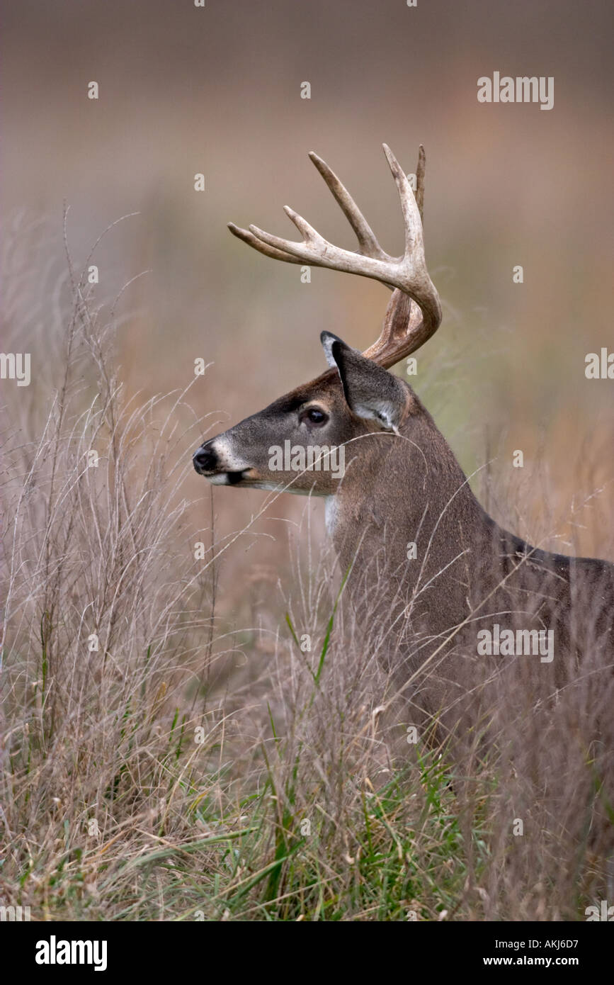 Whitetail buck in Cades Cove Great Smoky Mountains National Park Stock ...