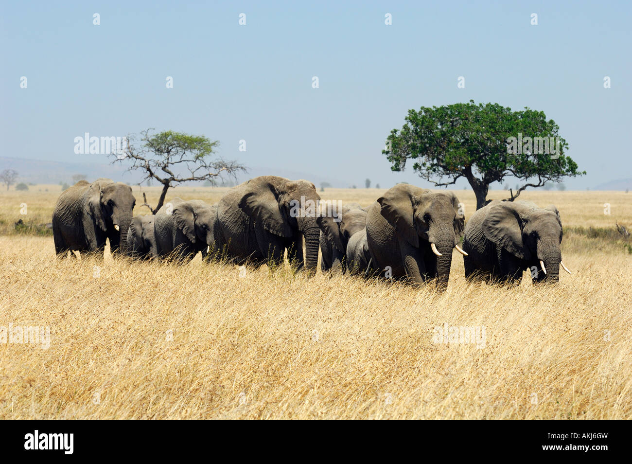 Tanzania, Serengeti National Park Stock Photo - Alamy