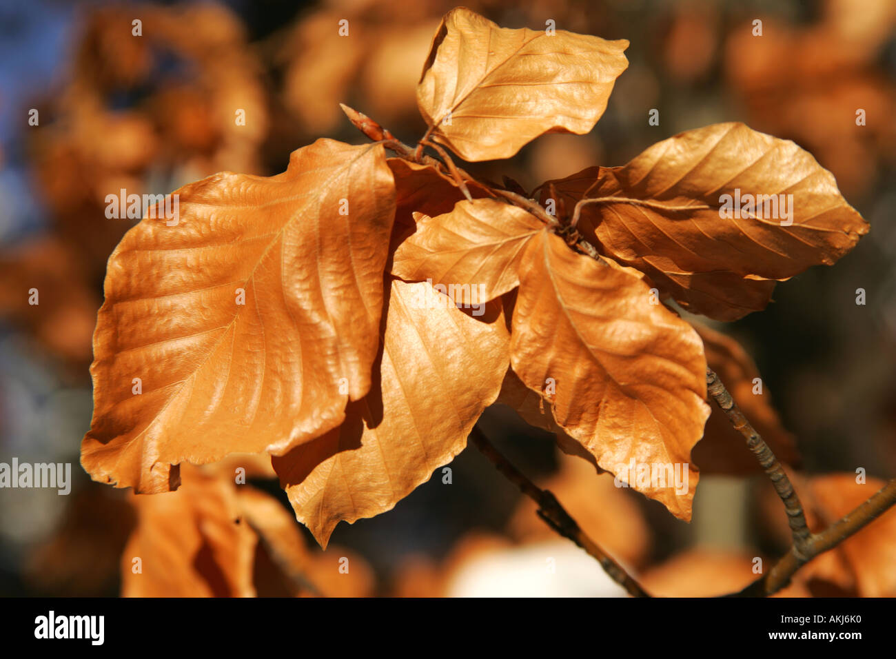 Beech Wood Beechwood Stock Photos & Beech Wood Beechwood Stock Images ...