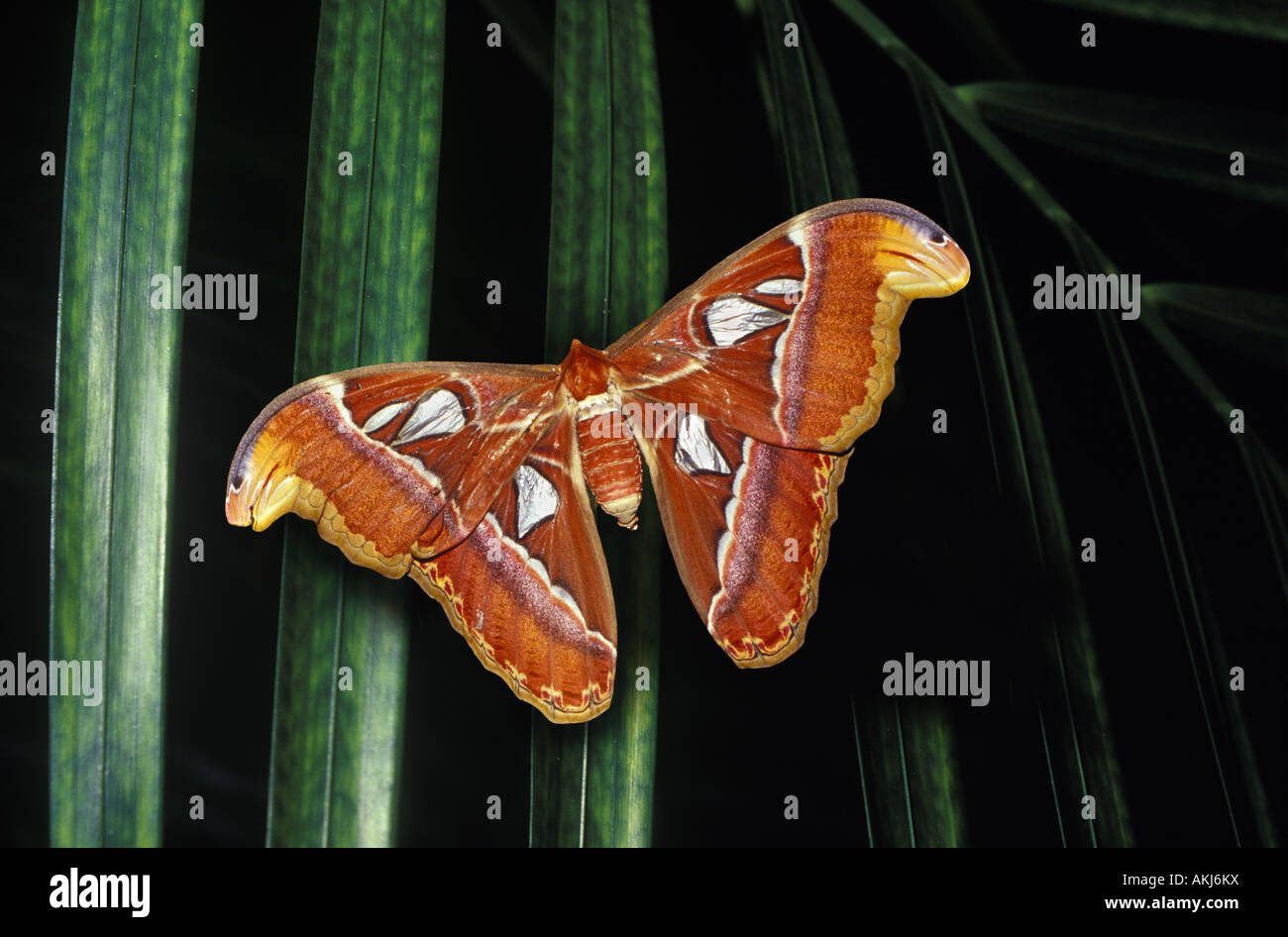 Palm moth hi-res stock photography and images - Alamy