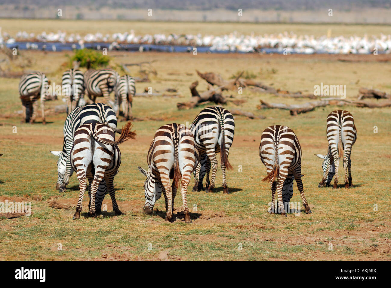 Tanzania, Rift Valley, Lake Manyara National Park Stock Photo - Alamy