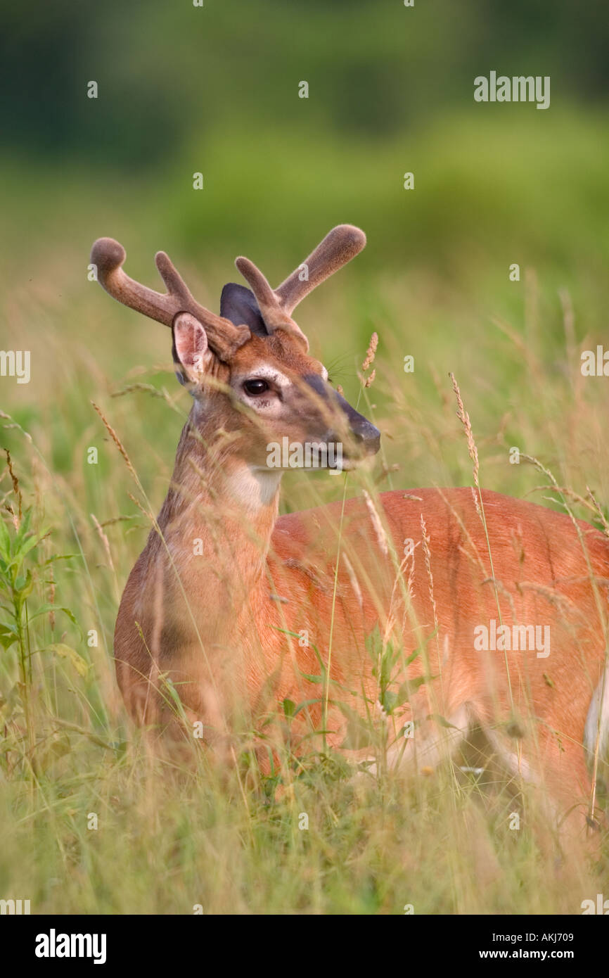Whitetail buck deer in the Spring Time with its antlers in velvet Stock ...