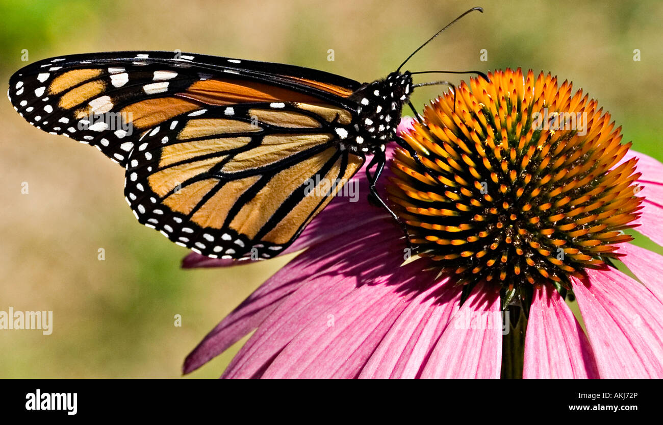 Stock monarch butterfly hi-res stock photography and images - Alamy