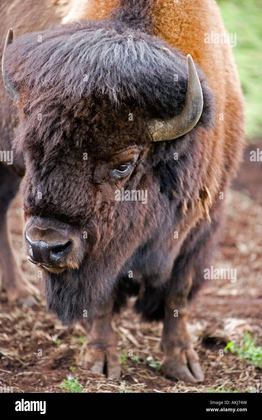 Close up of an American Bison Stock Photo - Alamy
