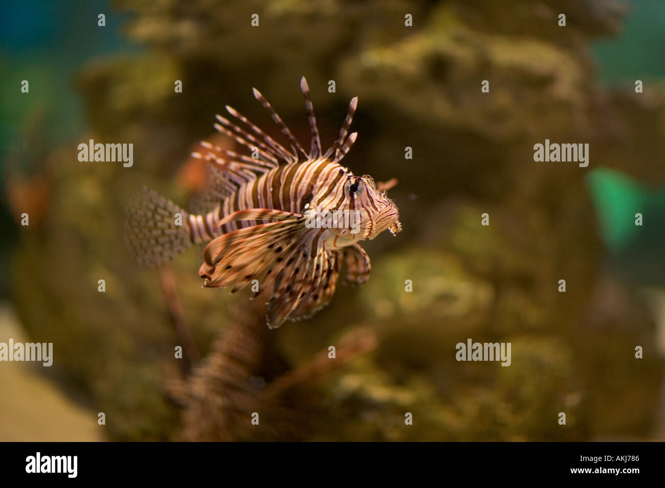 Lion Fish in aquarium Stock Photo - Alamy