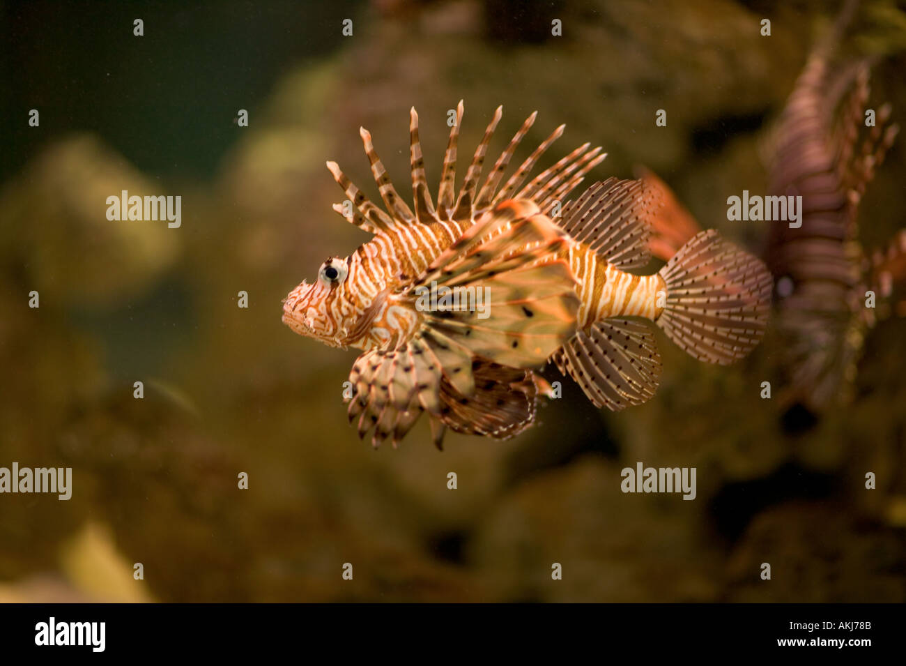 Lion Fish in aquarium Stock Photo - Alamy