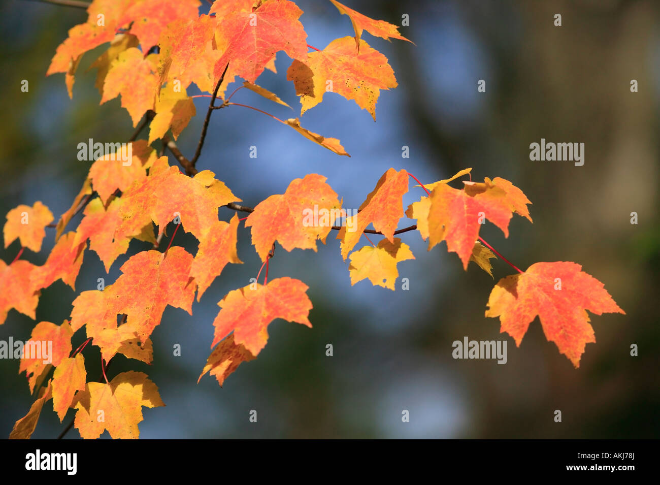 Maple Leaves McMahon Lake Forest Preserve Michigans Upper Peninsula ...