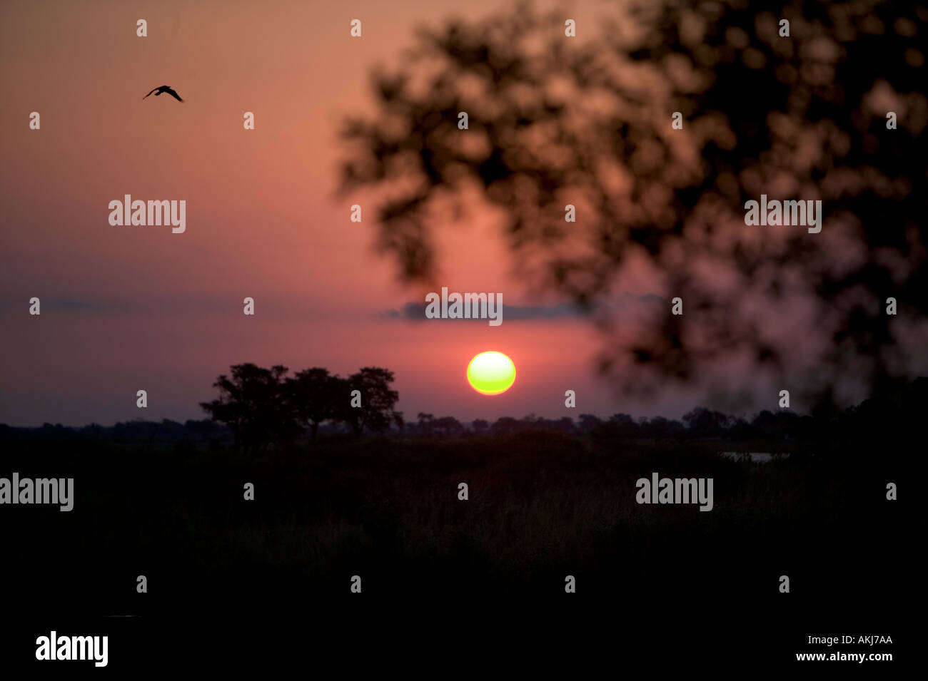 Rose african sunset hi-res stock photography and images - Alamy