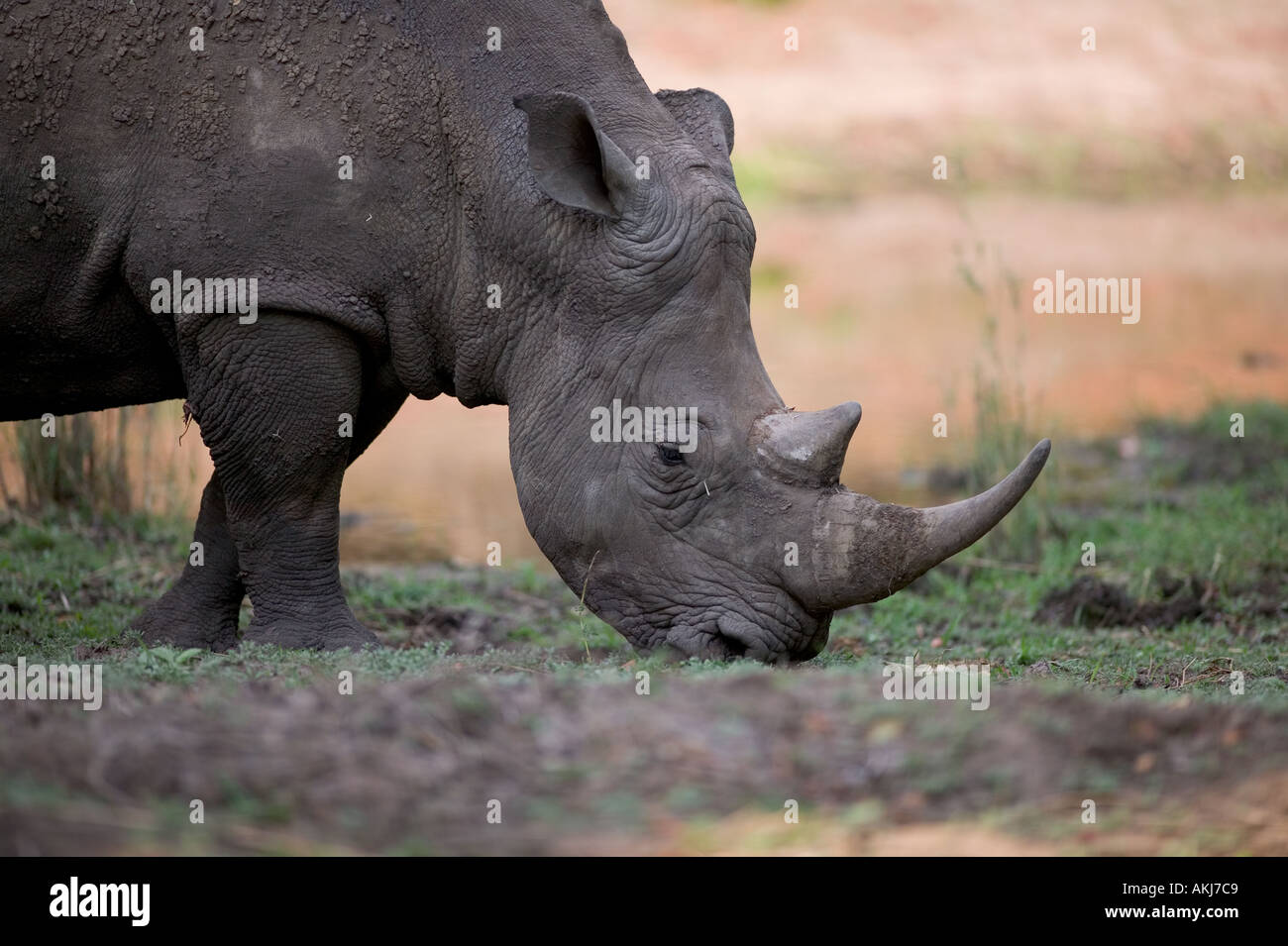 Rhinoceros hunting in africa hi-res stock photography and images - Alamy