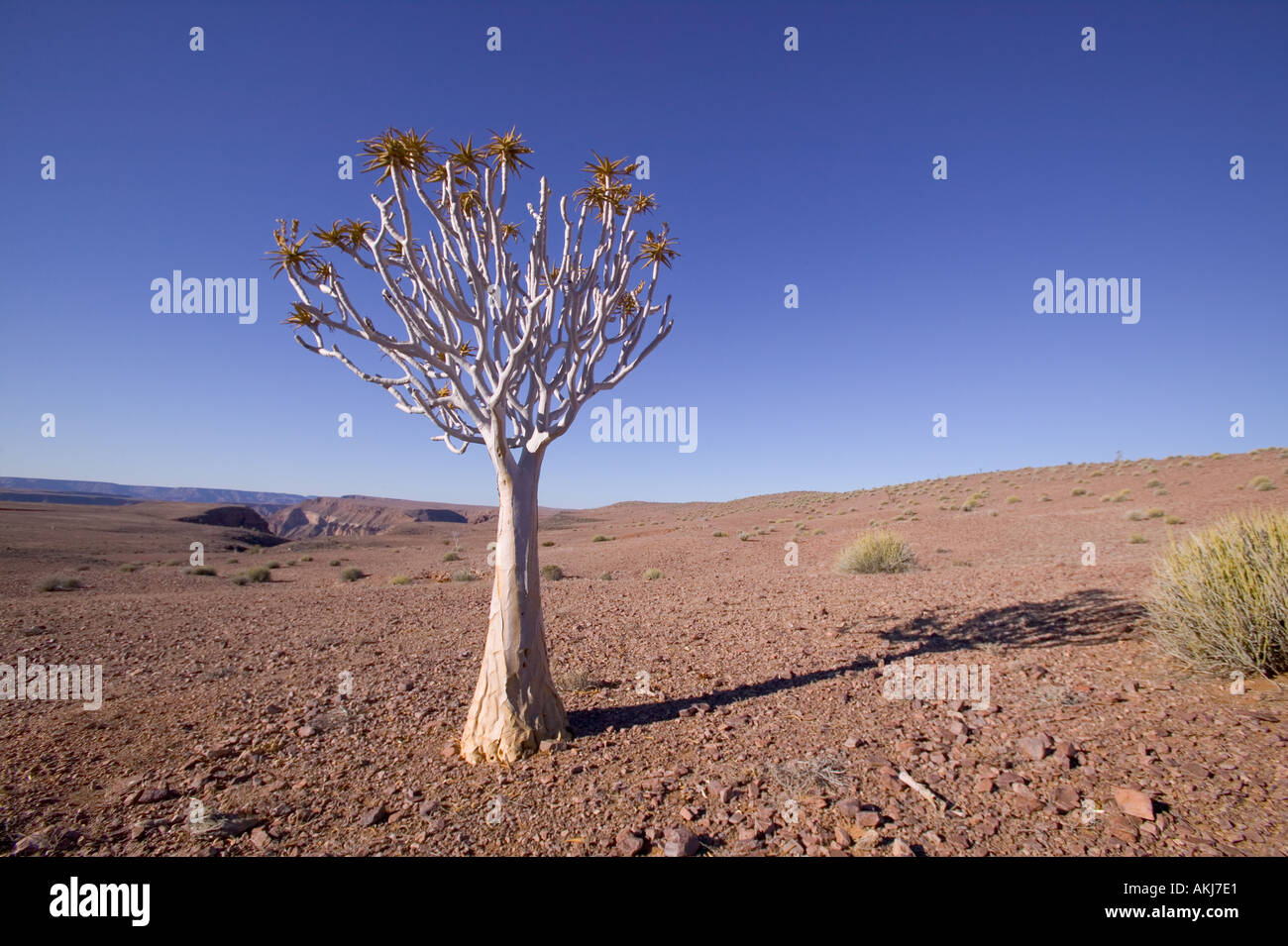 Quiver Tree Kokerboom in Namibia Africa Stock Photo - Alamy