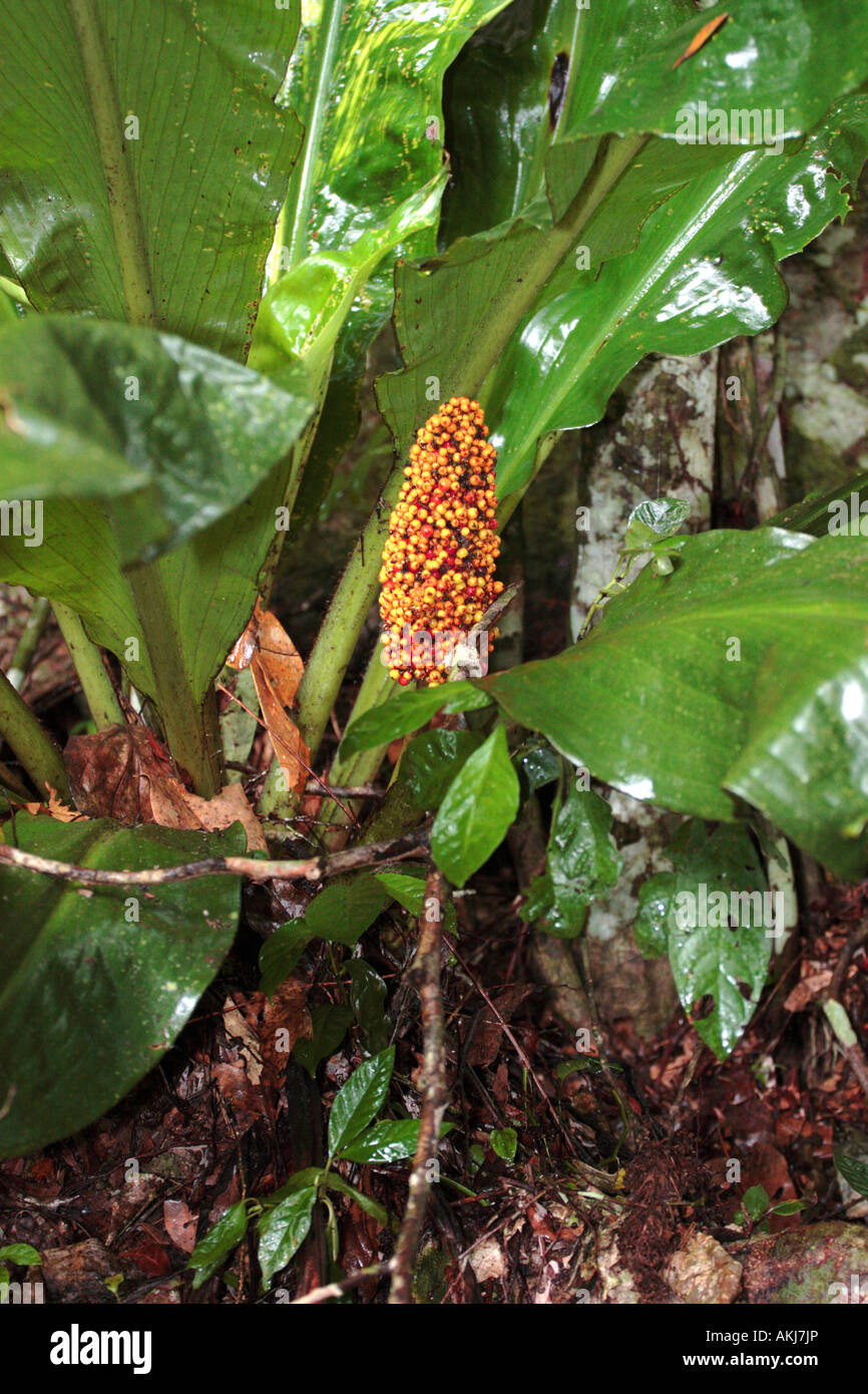 Epulu hi-res stock photography and images - Alamy