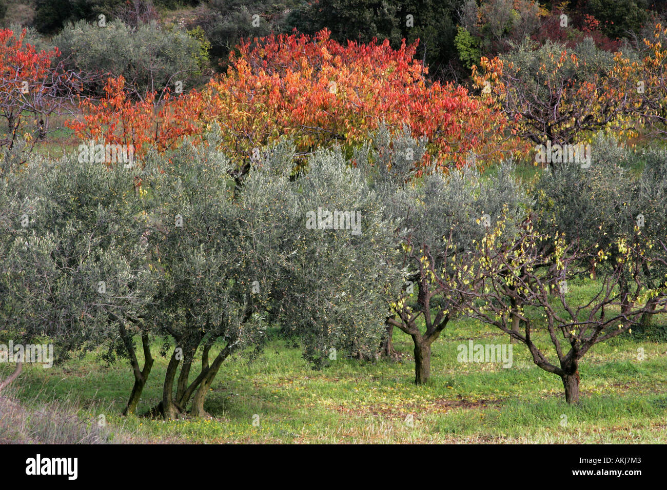Olives production hi-res stock photography and images - Alamy