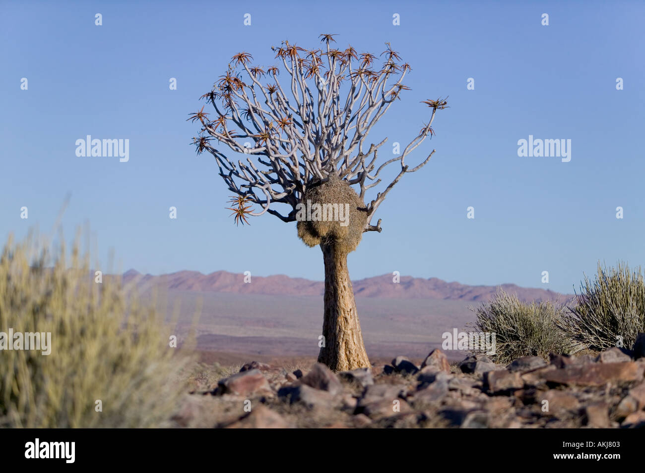 Quiver Tree Kokerboom in Namibia Africa Stock Photo - Alamy