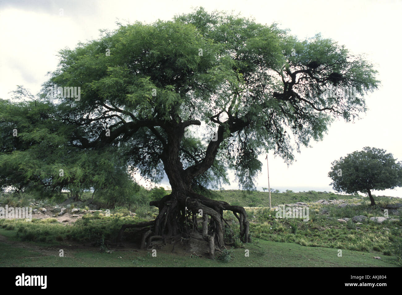 Large tree with exposed roots Stock Photo - Alamy