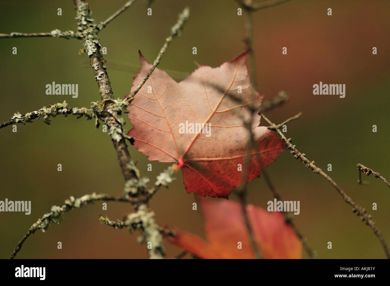 Trapped maple leaf McMahon Lake Forest Preserve Michigans Upper ...