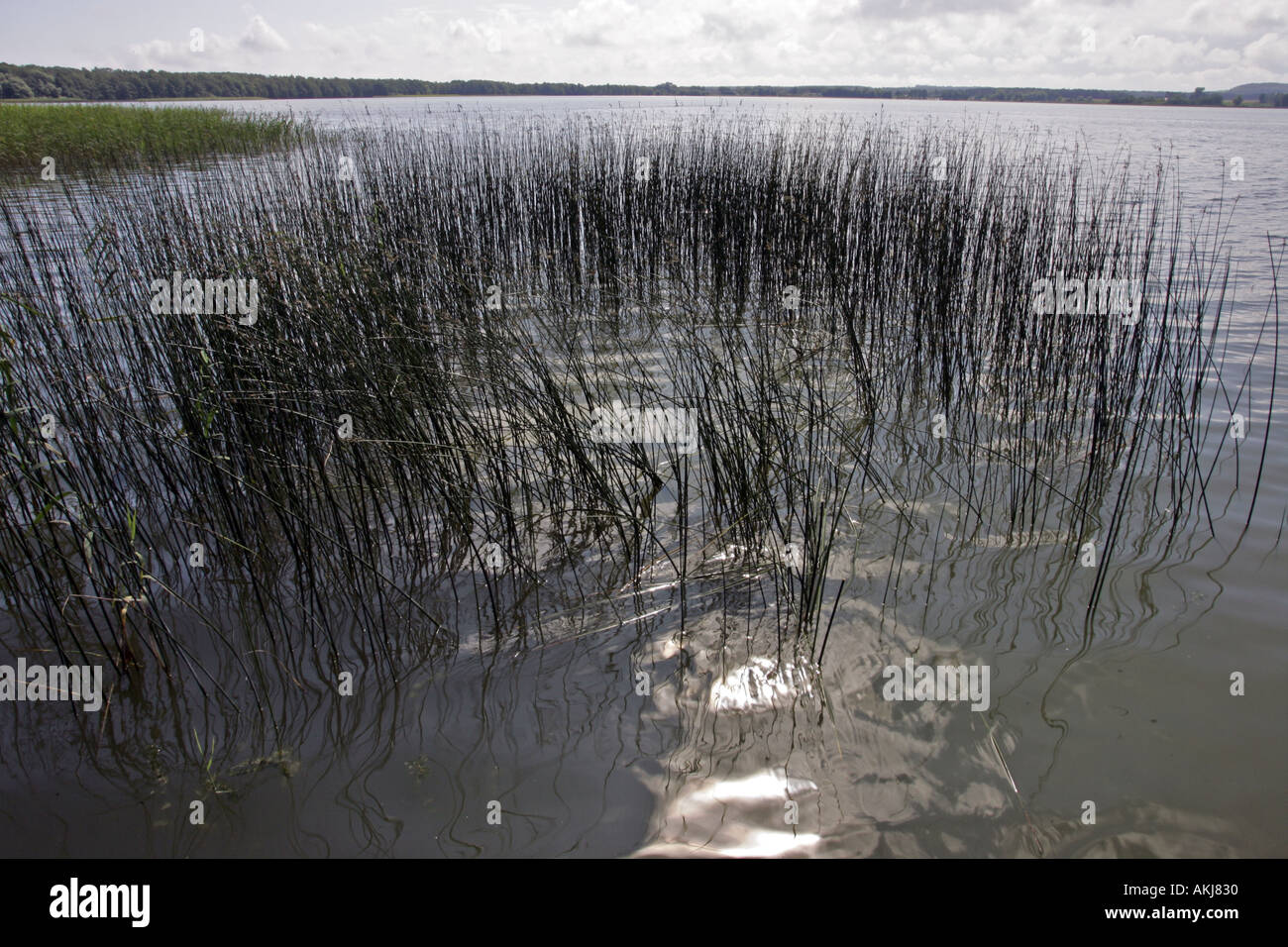 Backaskog High Resolution Stock Photography and Images - Alamy