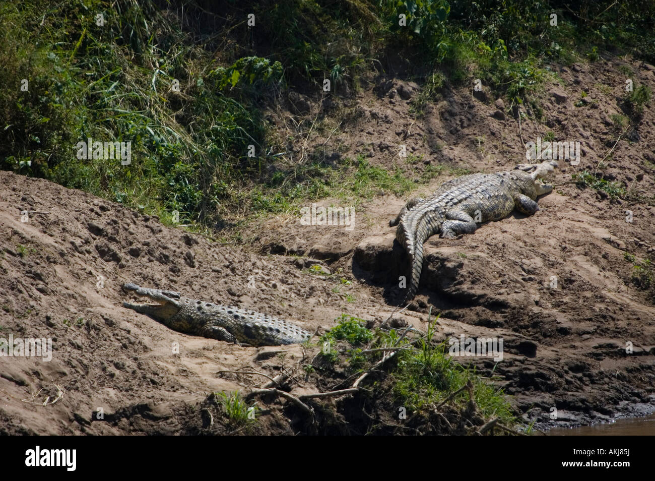 Nile crocodiles resting on the banks of the Mara River Stock Photo - Alamy