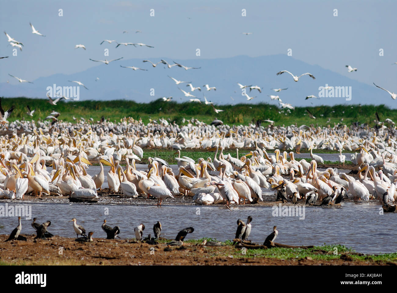 Tanzania, Rift Valley, Lake Manyara National Park Stock Photo - Alamy