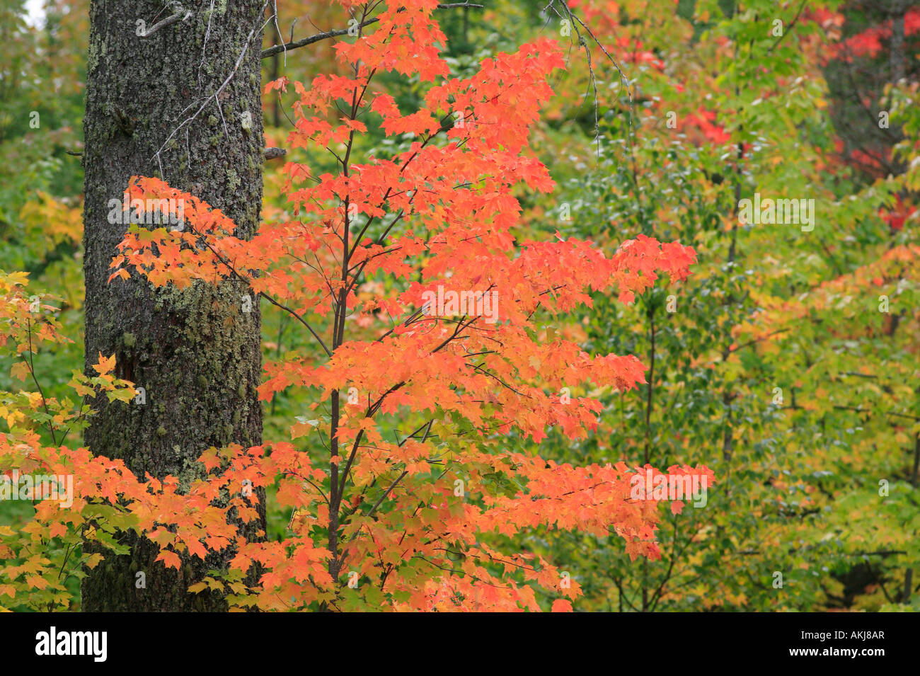 Red Maple at McMahon Lake Forest Preserve Michigans Upper Peninsula ...