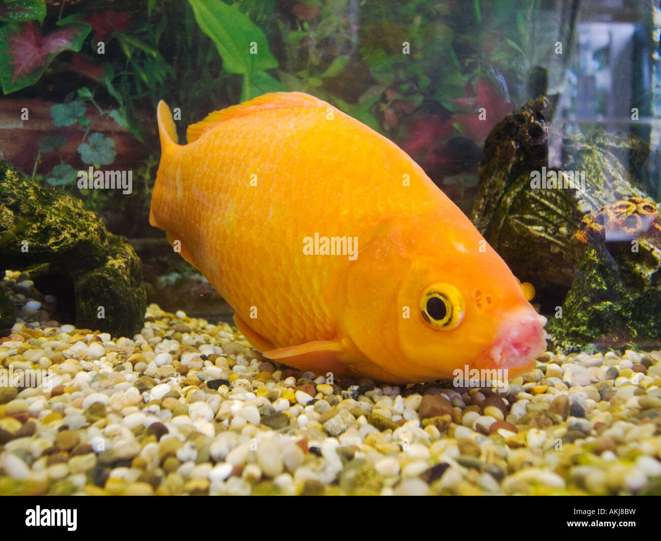gold fish in tank England viewed through thick plate glass wall Stock ...