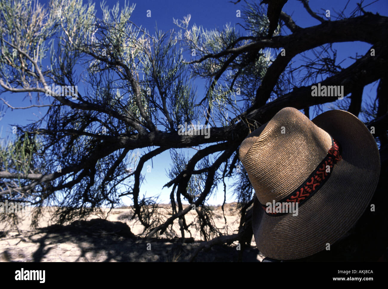 A hat hanging on a tree in the desert Stock Photo - Alamy