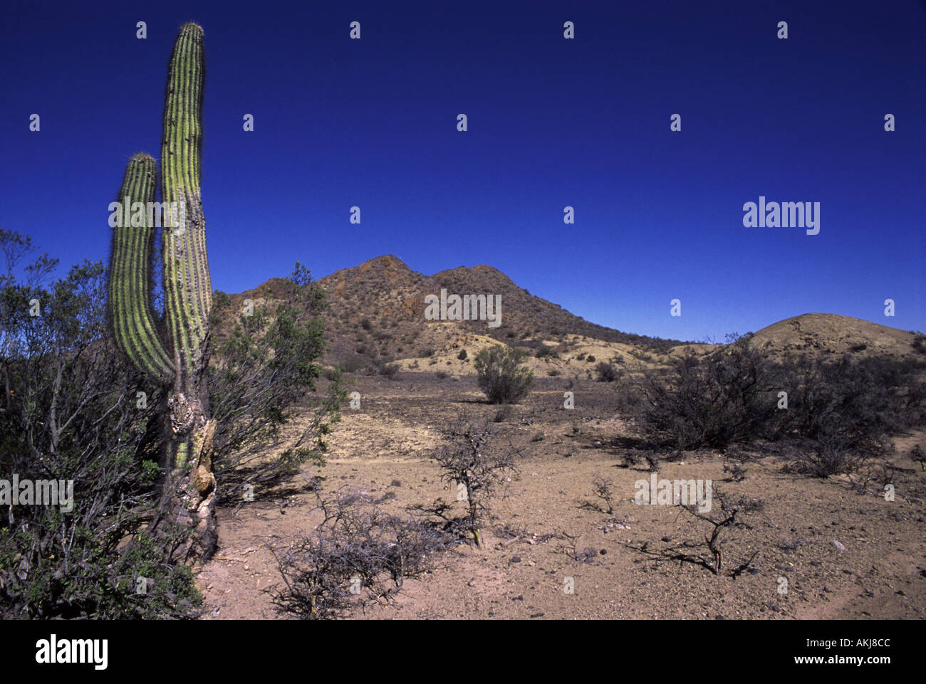 Desertic landscape in the Moon Valley in Argentina Stock Photo - Alamy
