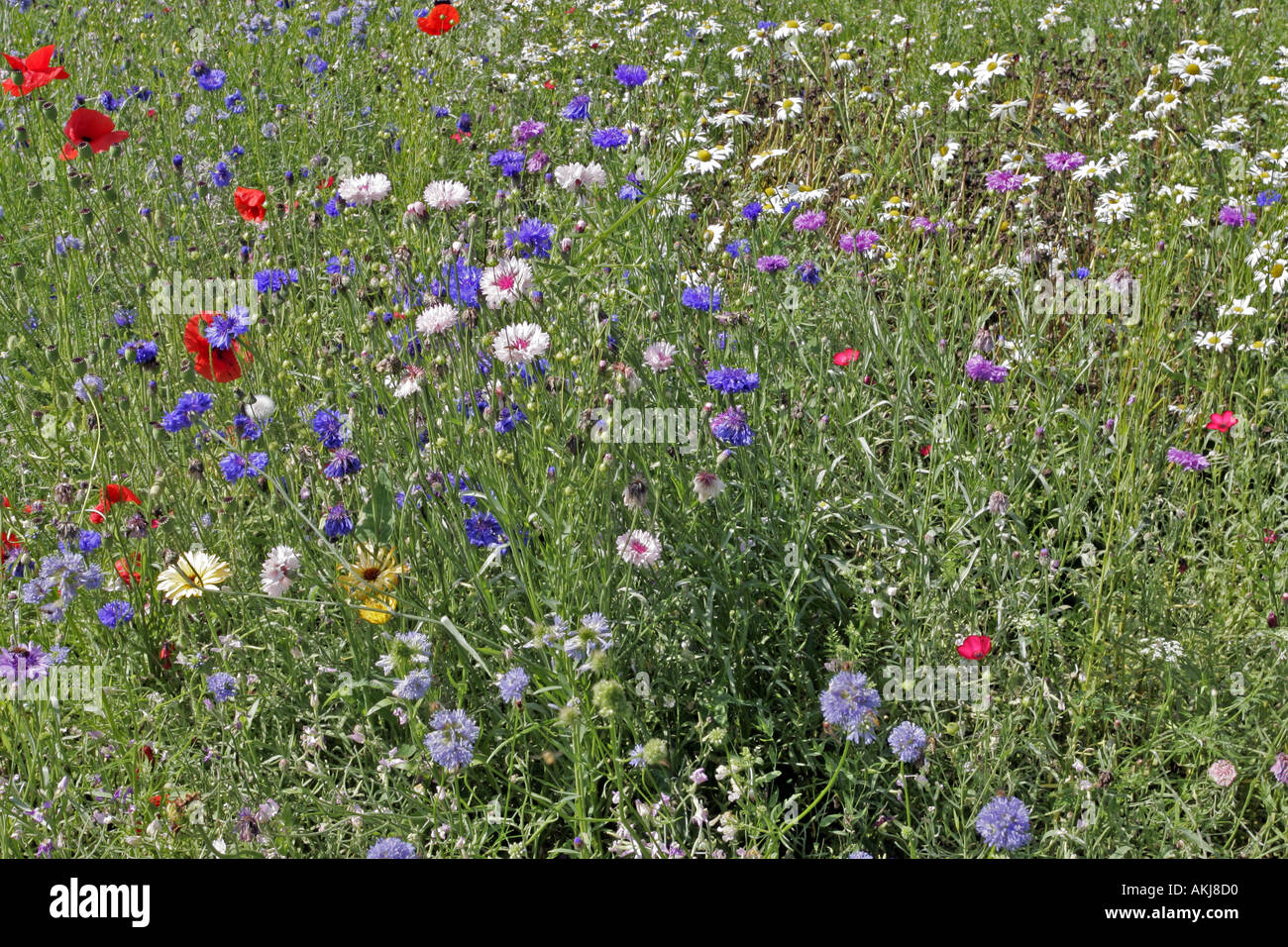 Backaskog High Resolution Stock Photography and Images - Alamy