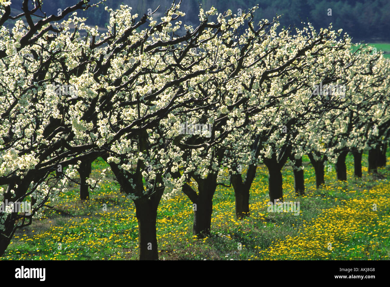 Prune Trees High Resolution Stock Photography and Images - Alamy