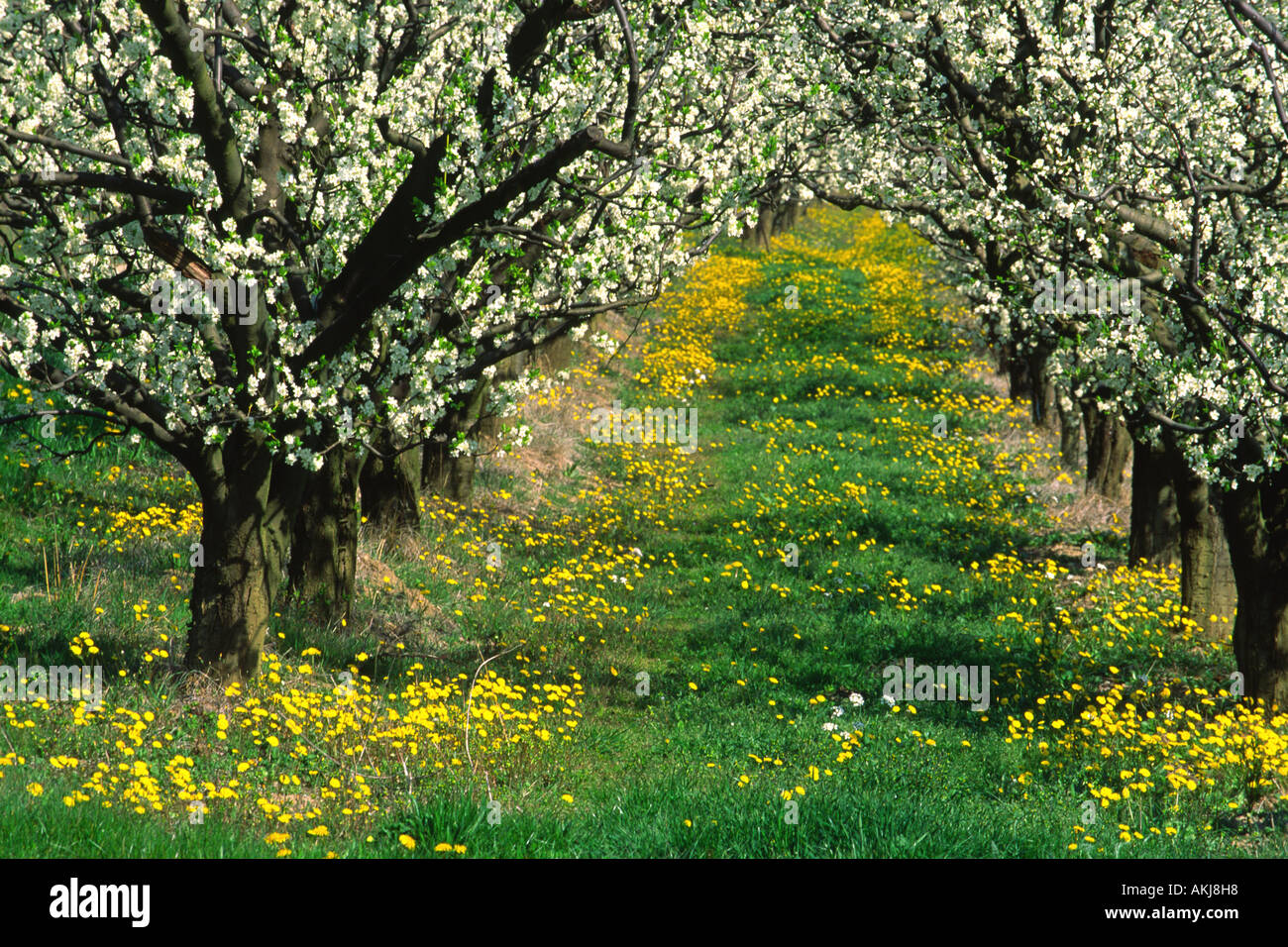 Blossom prune trees field hi-res stock photography and images - Alamy