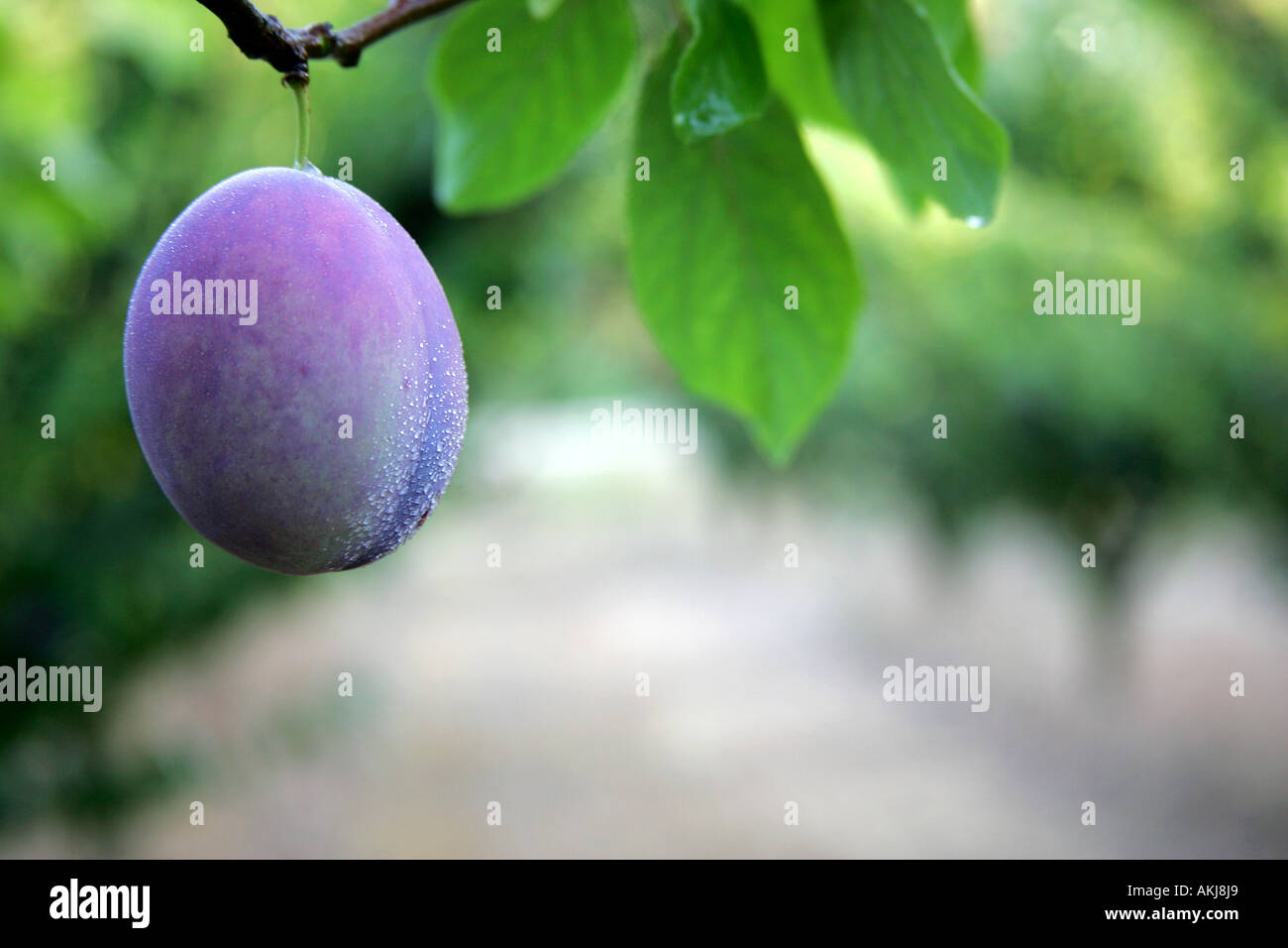 Prune fruit tree hi-res stock photography and images - Alamy
