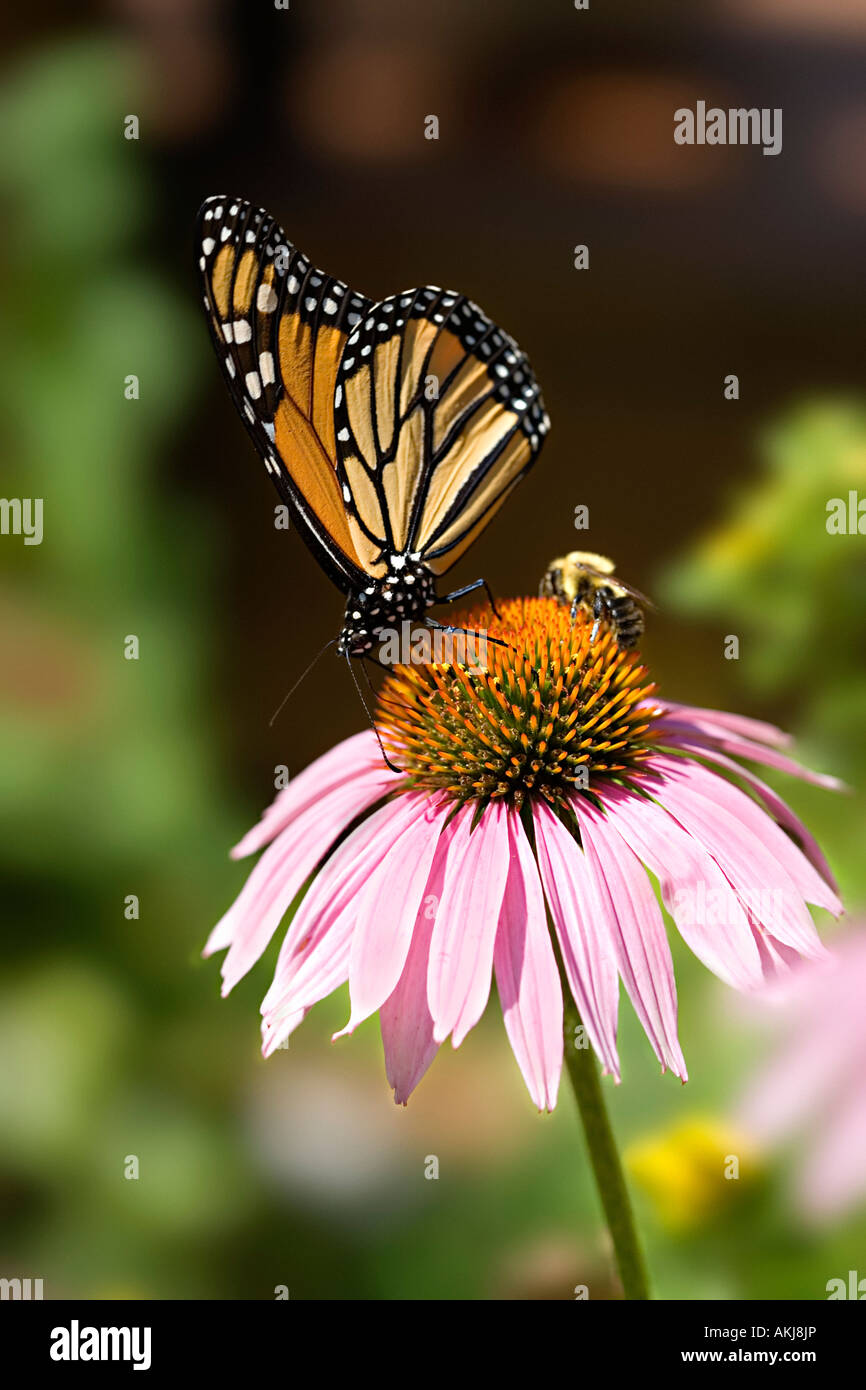 Monarch butterfly and bumblebee at work on a coneflower Stock Photo - Alamy