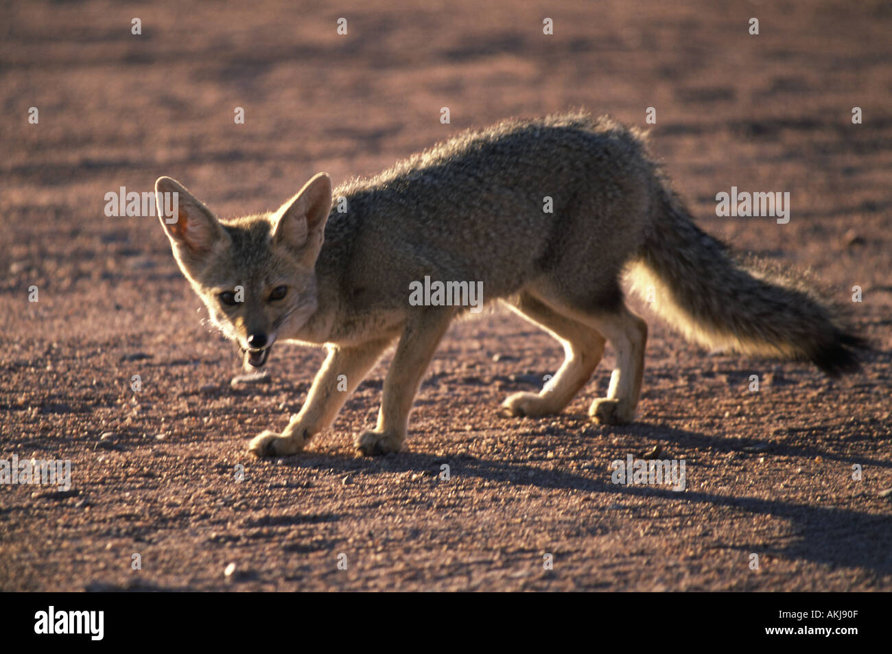 A wild grey fox in Talampaya Park in Argentina Stock Photo - Alamy