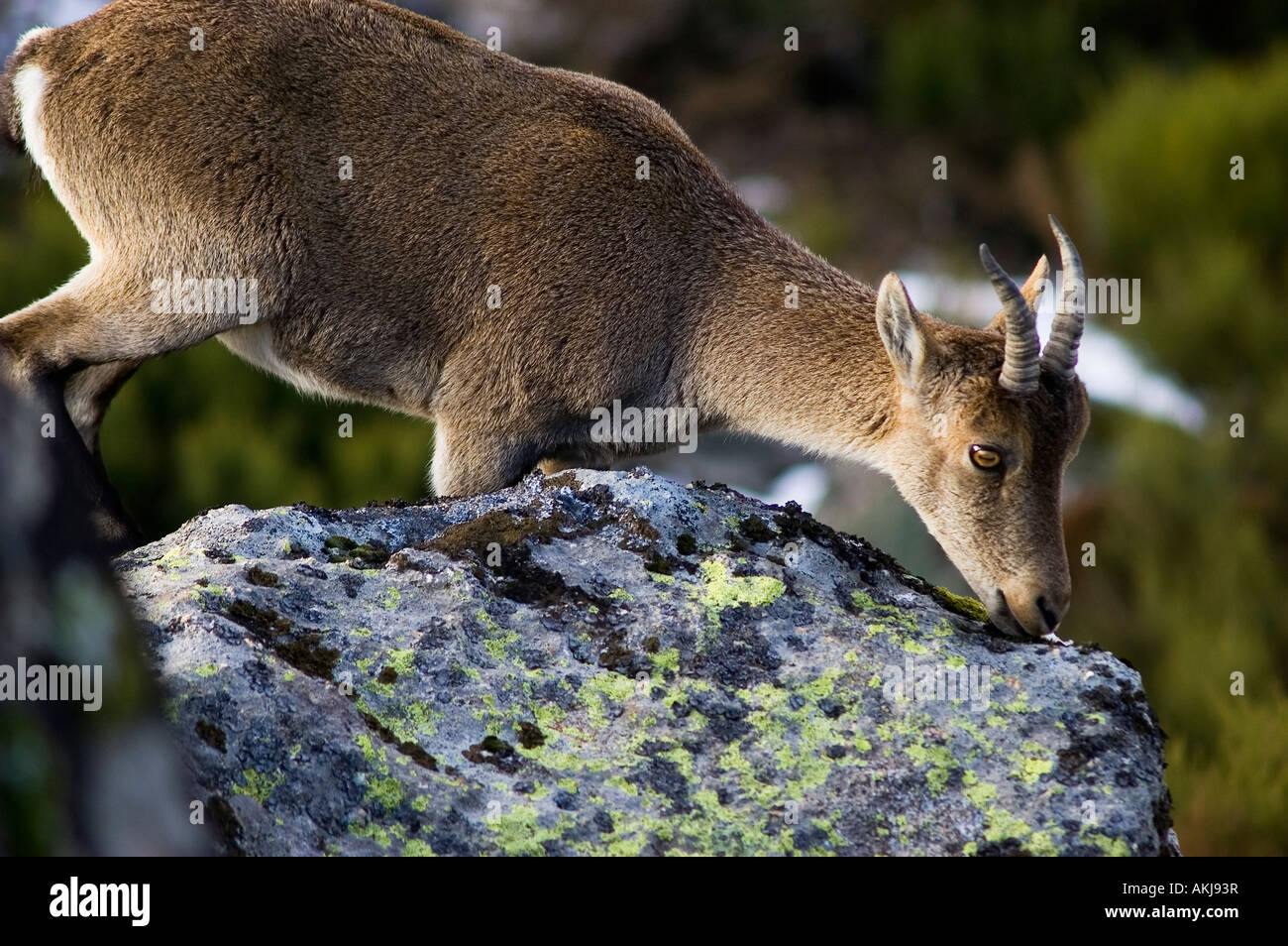 Ibex (capra Pyrenaica). Gredos. Spain Stock Photos & Ibex (capra ...