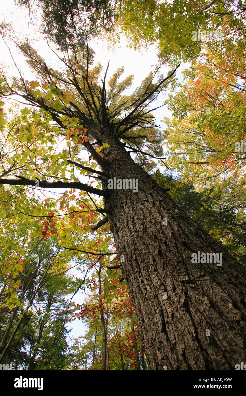 Michigan white pine McMahon Lake Forest Preserve Michigans Upper ...