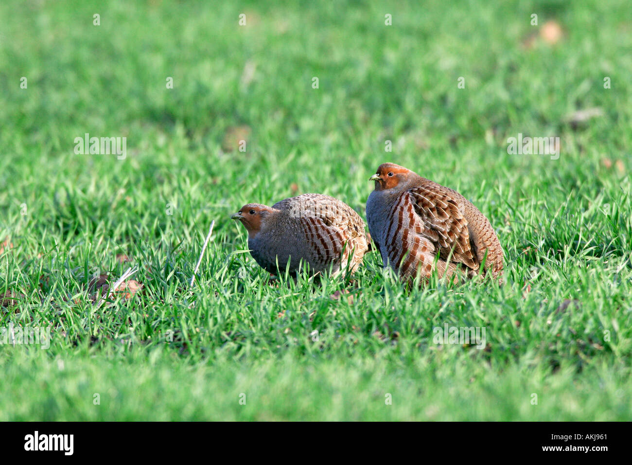 English partridges hi-res stock photography and images - Alamy